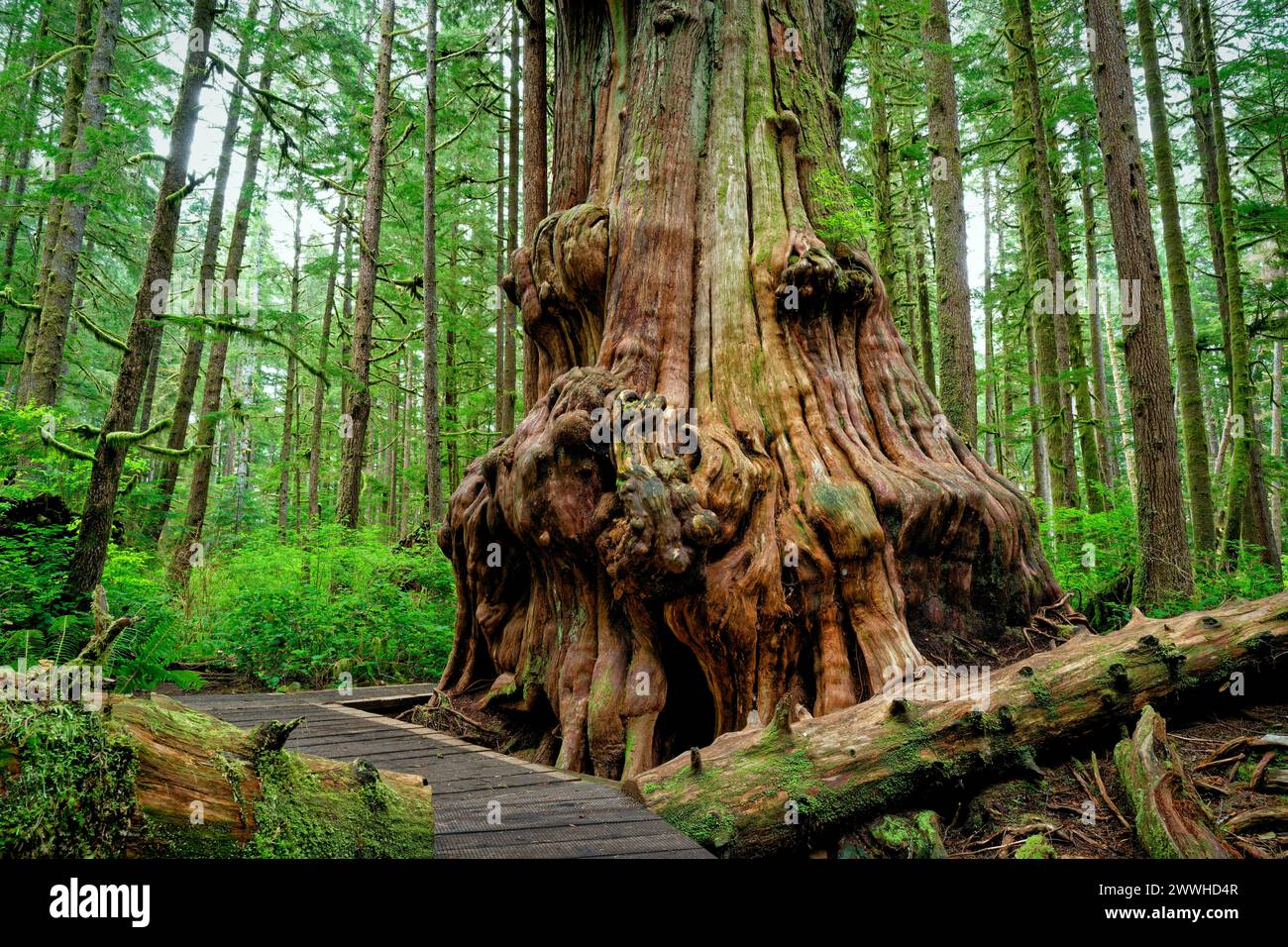A winding trail encircling a massive ancient tree in the woods Stock ...