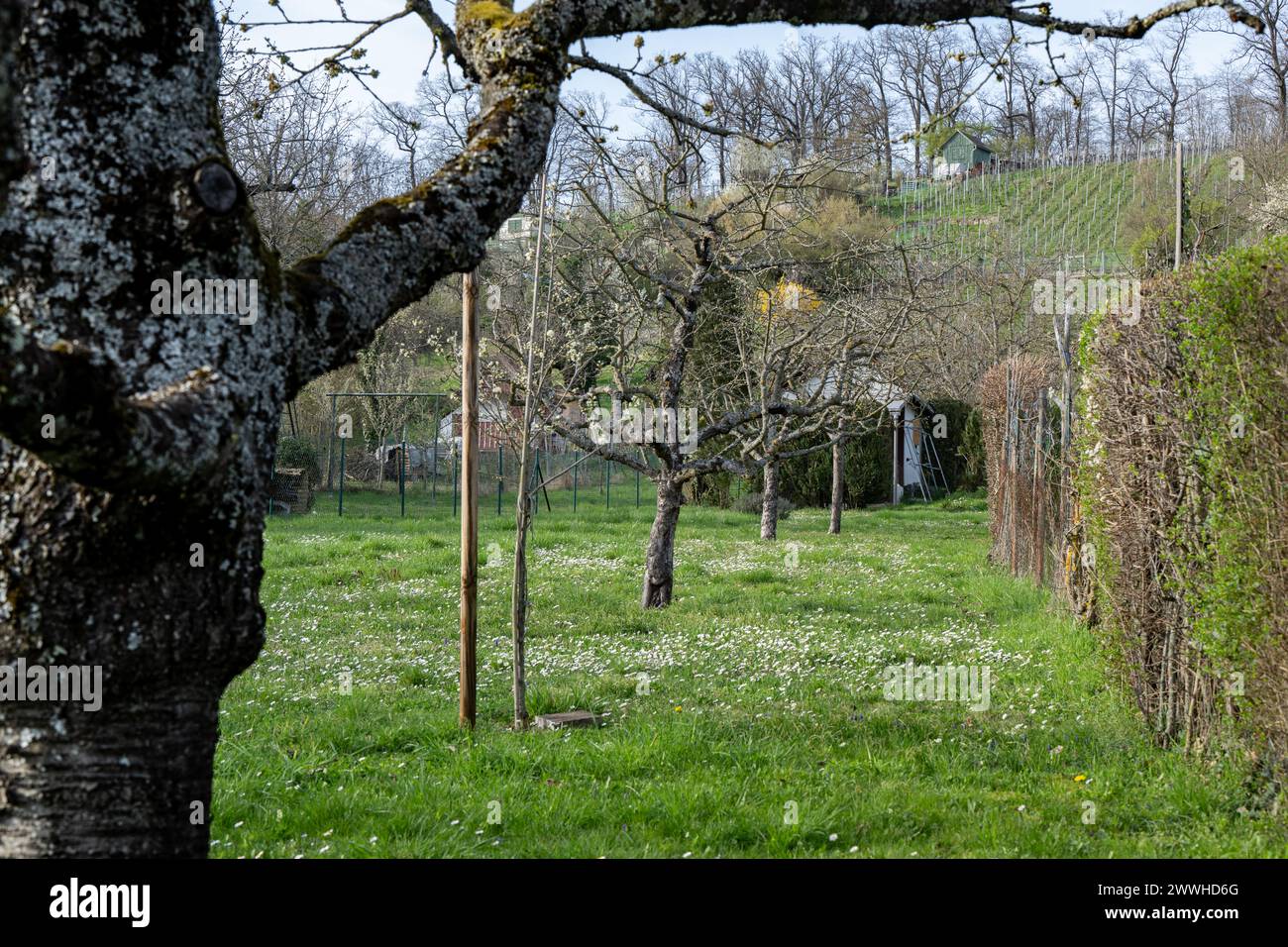 Spring meadow blossoming trees hi-res stock photography and images - Alamy