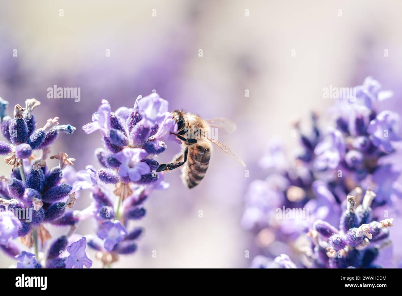 Honey bee pollinating lavender flowers. Plant decay with insects ...