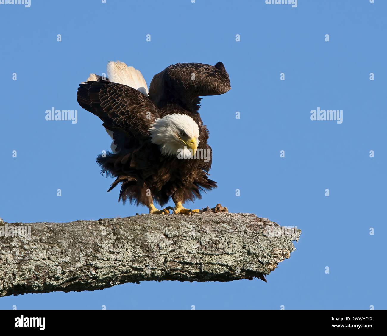 A bald eagle stretching it's wing in Dover, Tennessee Stock Photo - Alamy