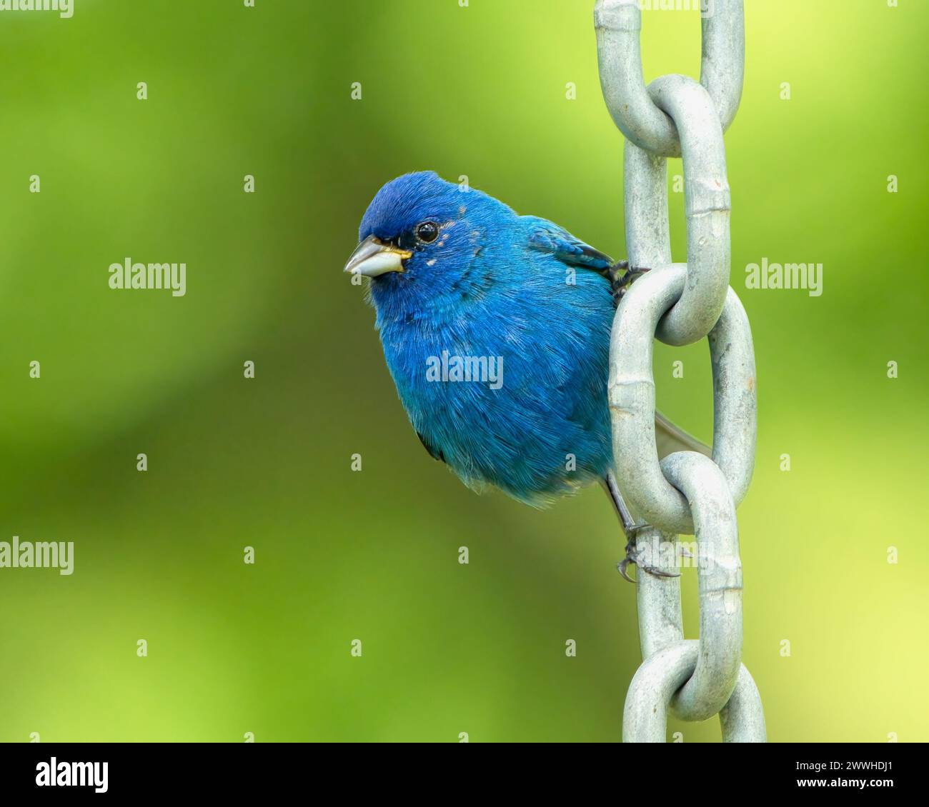 Indigo bunting blue bird hi-res stock photography and images - Alamy