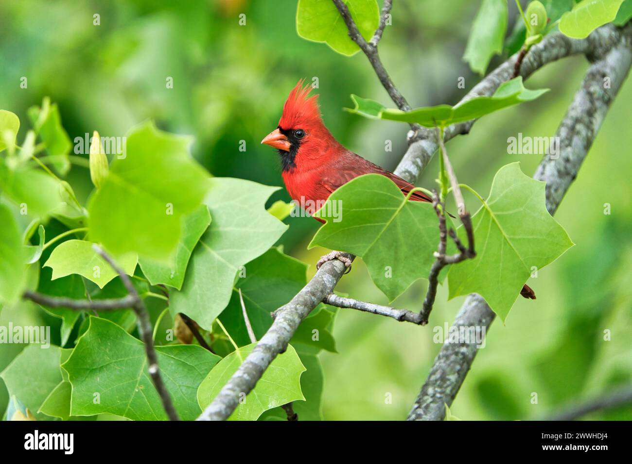 Northern cardinal hi-res stock photography and images - Alamy