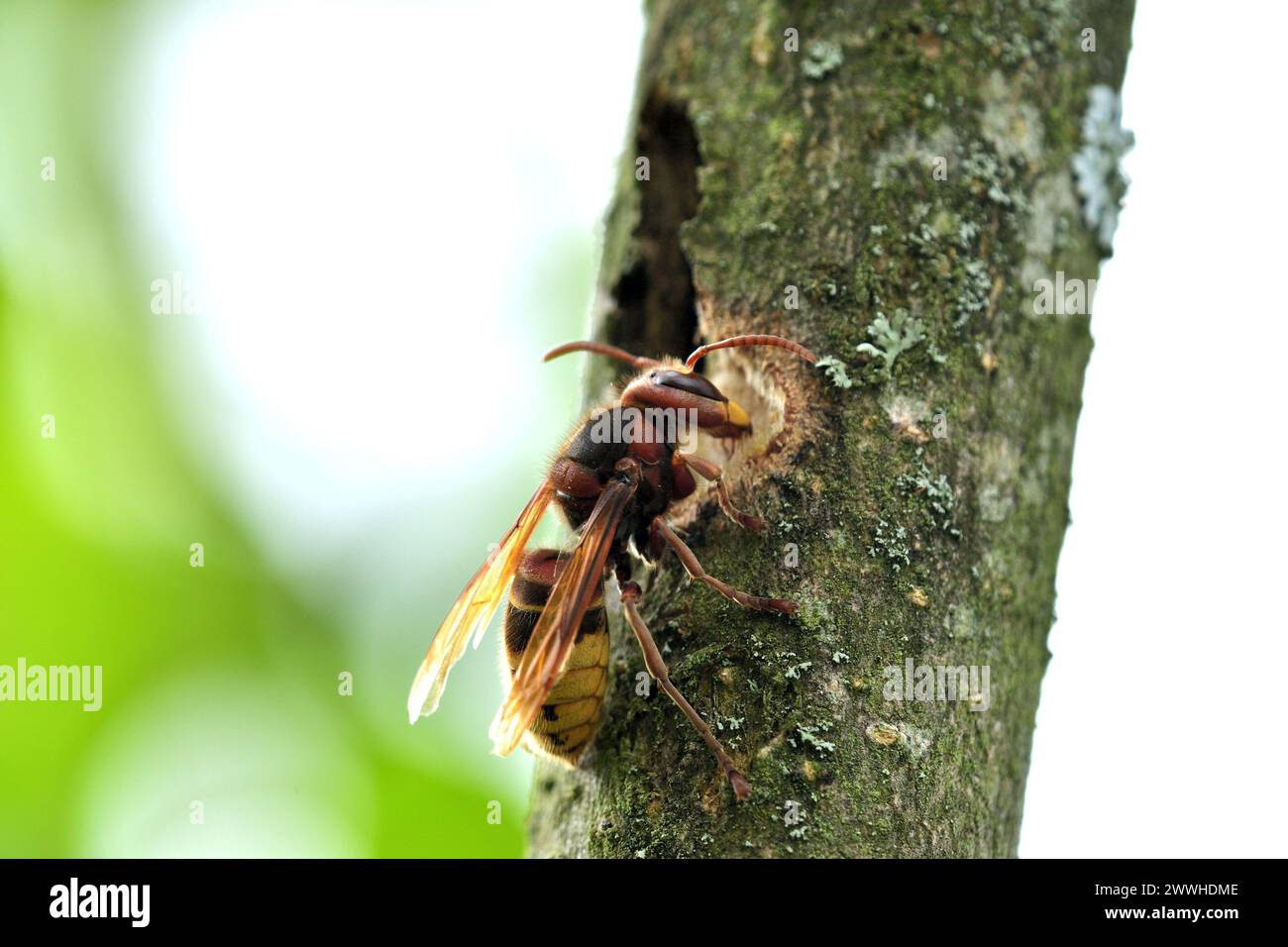 The hornet bites the bark of the tree and obtained the sweet sap Stock ...
