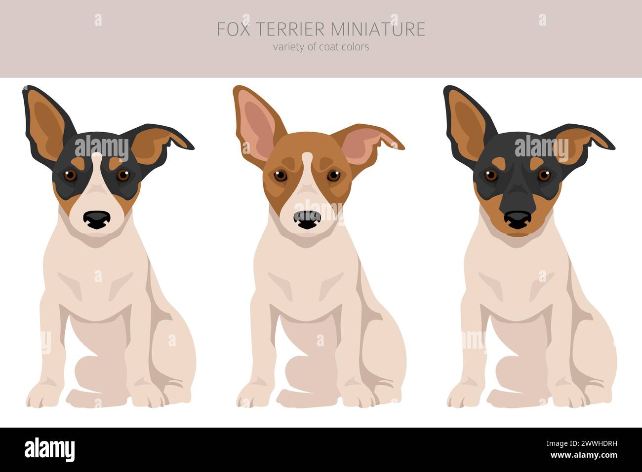 Fox Terrier miniature puppy clipart. Different coat colors set. Vector ...