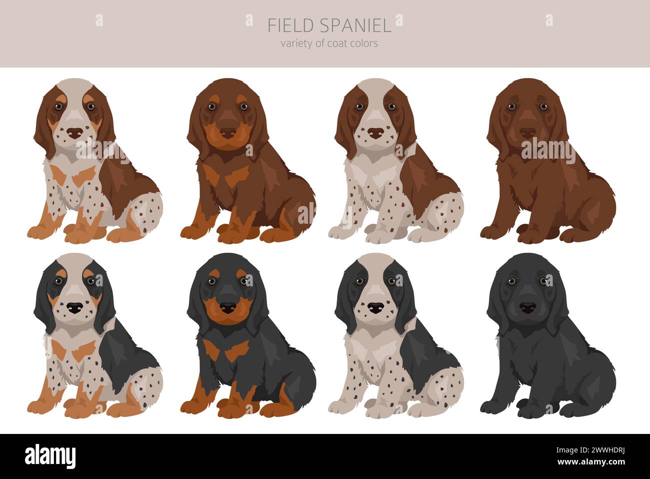 Field spaniel puppy clipart. Different poses, coat colors set. Vector ...