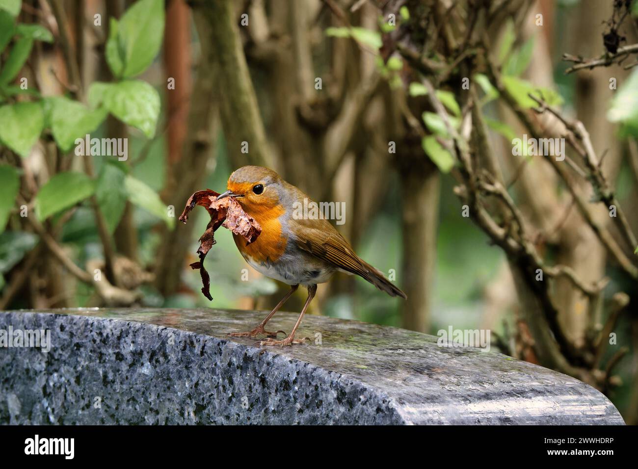 Robin life cycle hi-res stock photography and images - Alamy