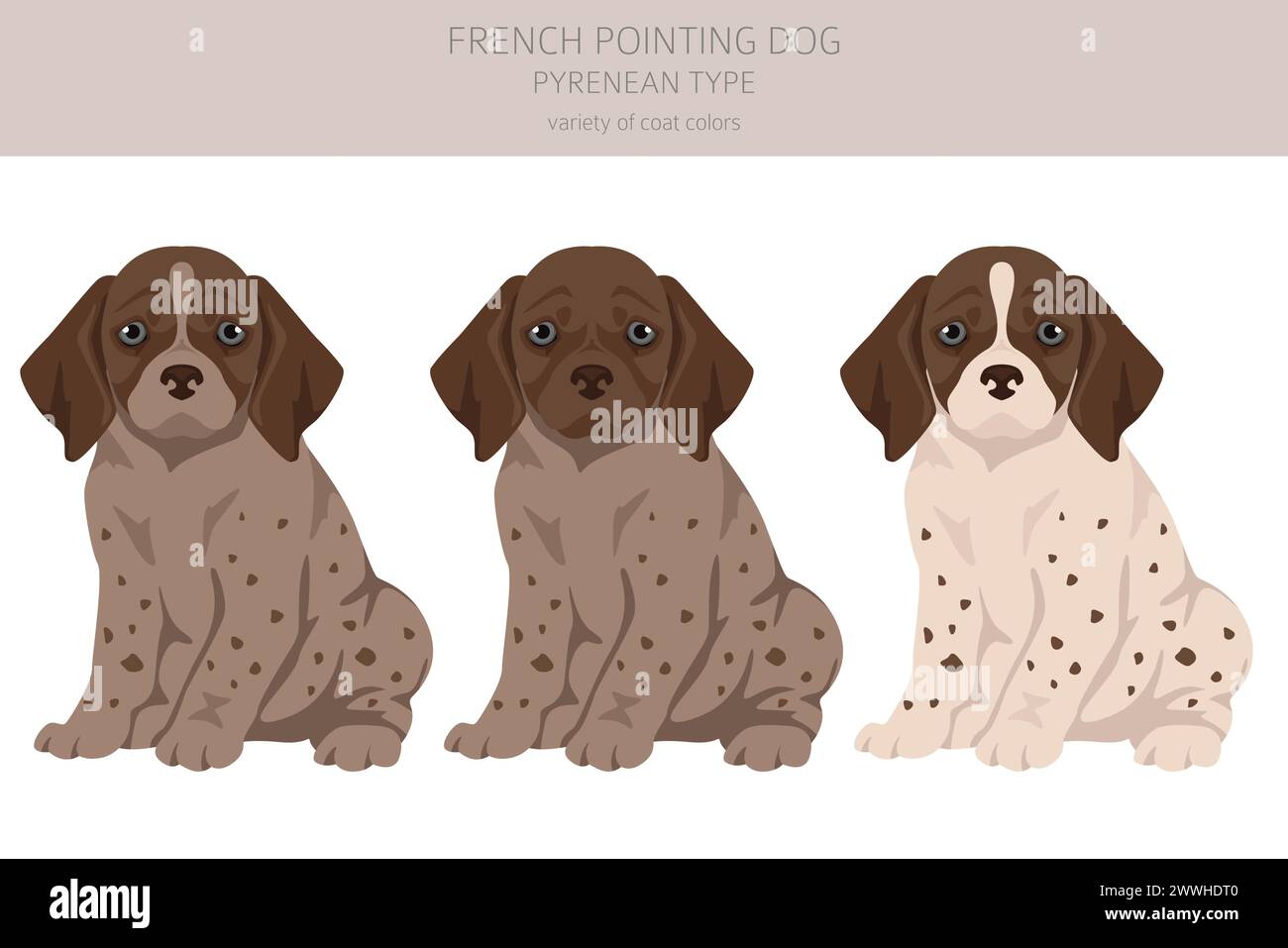 French pointing dog, Pyrenean type puppy clipart. Different poses, coat ...