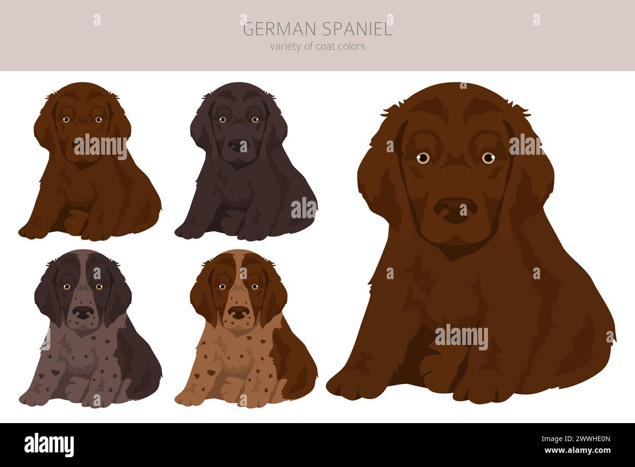German spaniel puppy clipart. Different poses, coat colors set. Vector ...