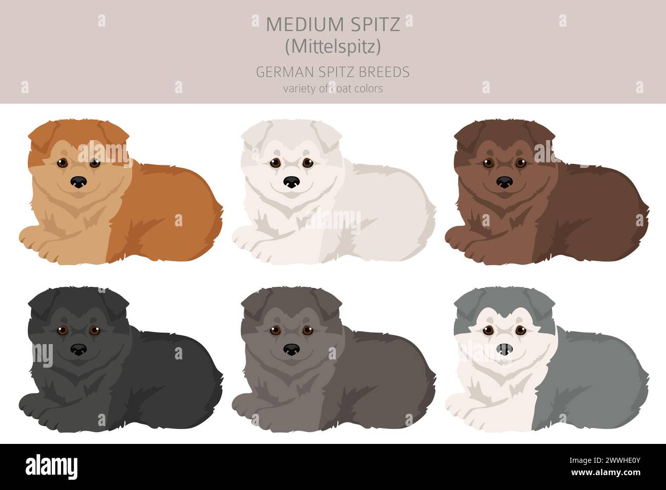 German spitz, Medium spitz puppy clipart. Different poses, coat colors ...