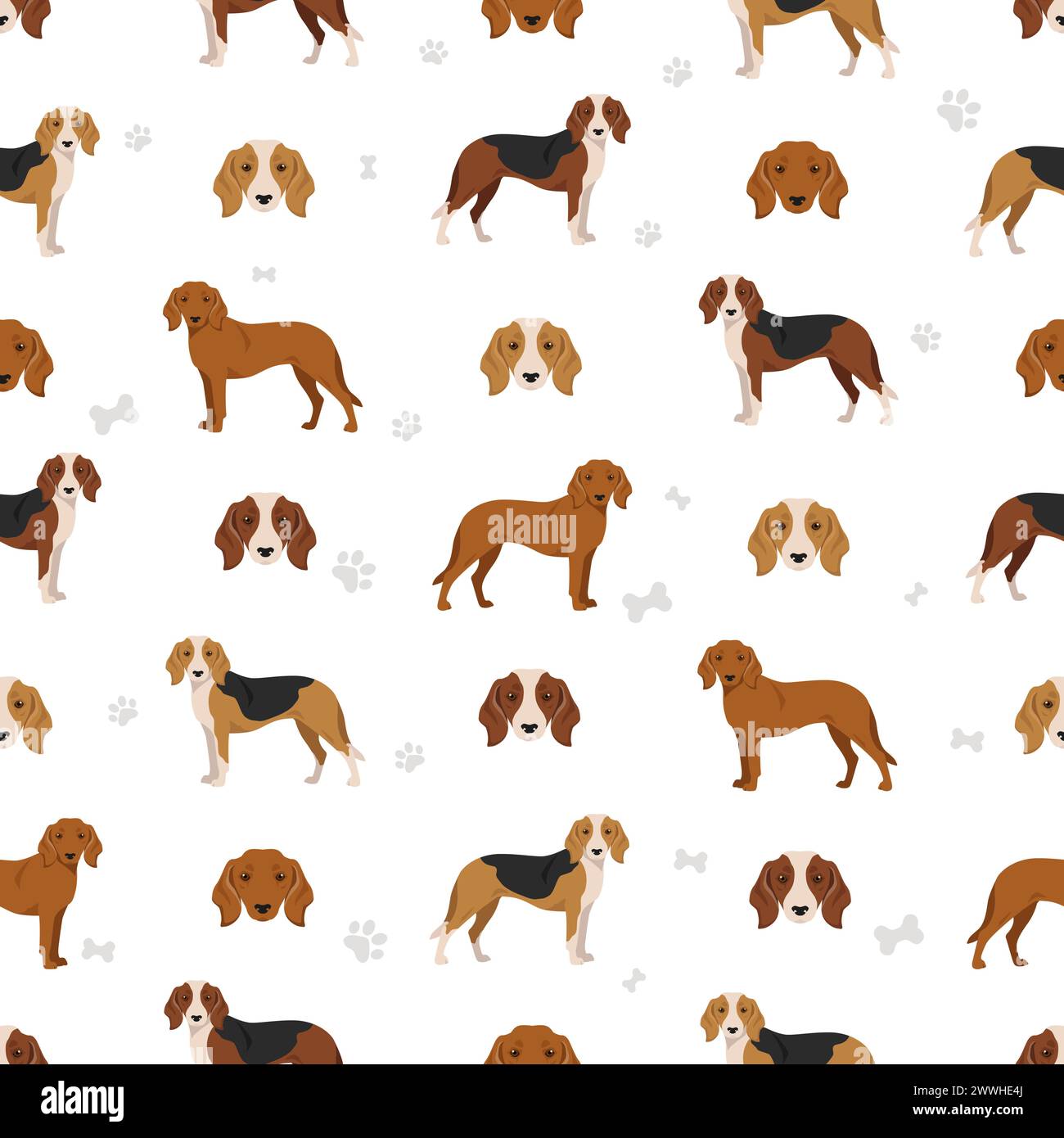 German Hound seamless pattern. Different coat colors set. Vector ...
