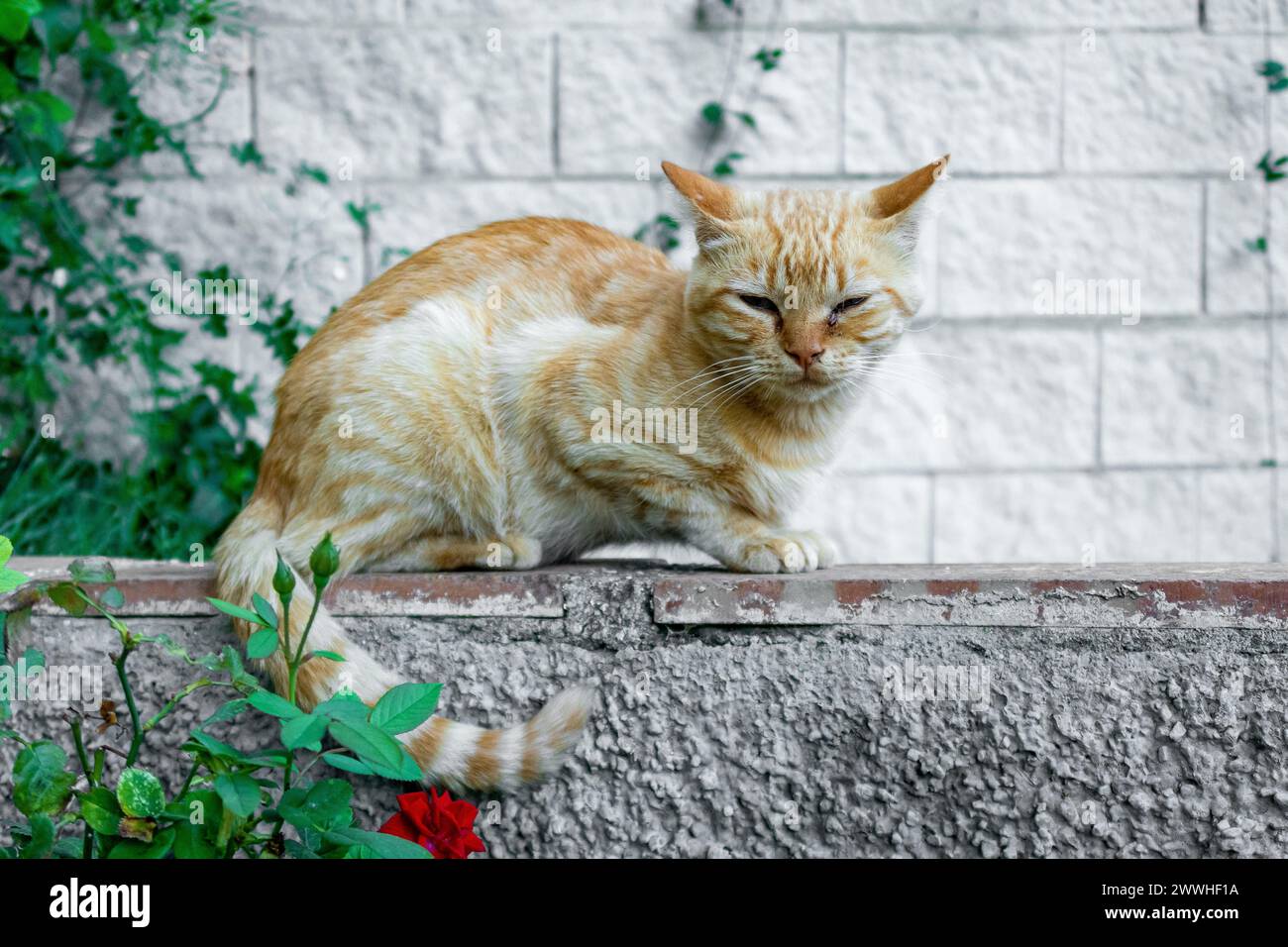 Homeless small sad red and white cat sitting curled up on a stone wall ...