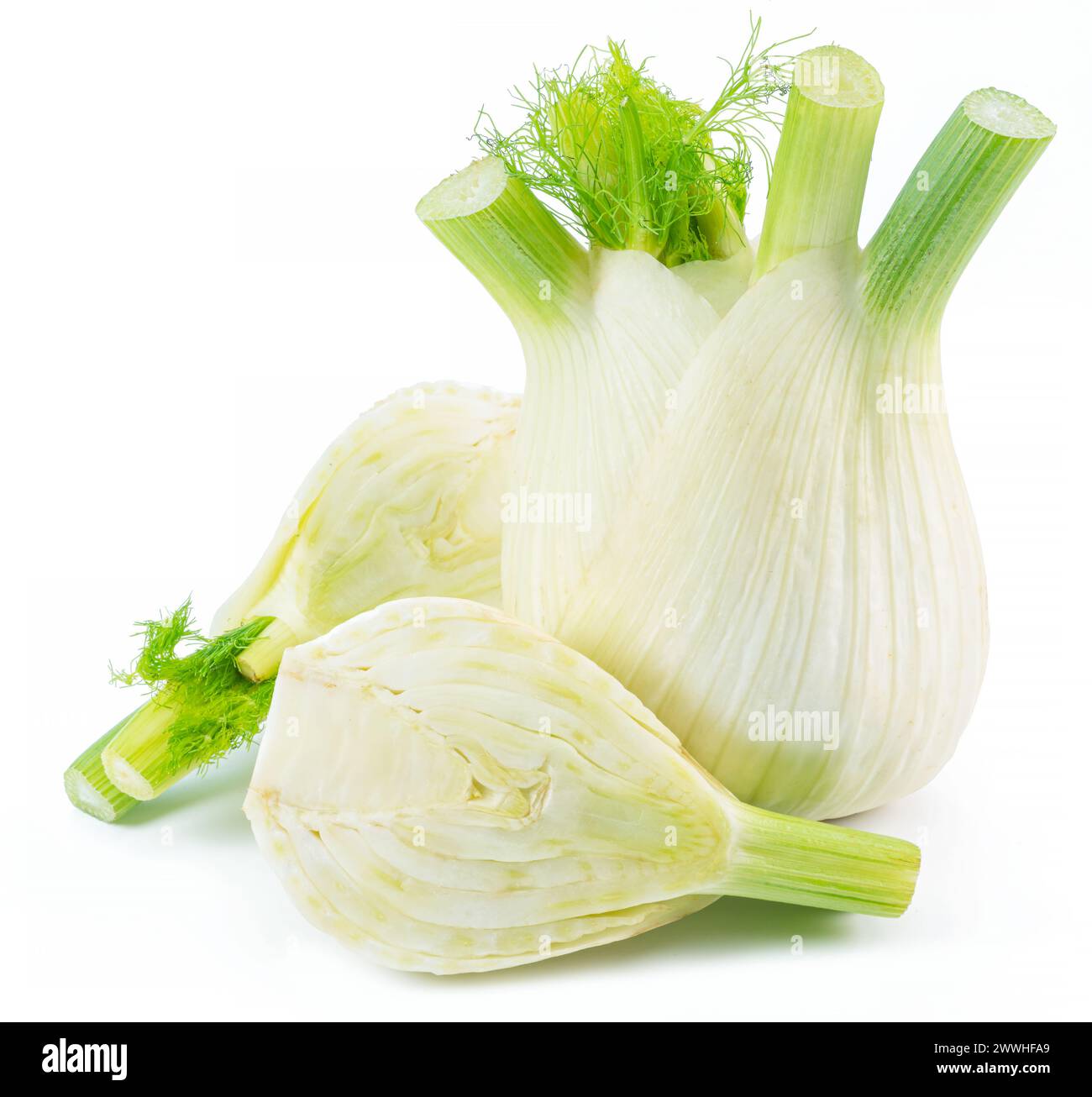Florence fennel bulbs isolated on white background Stock Photo - Alamy
