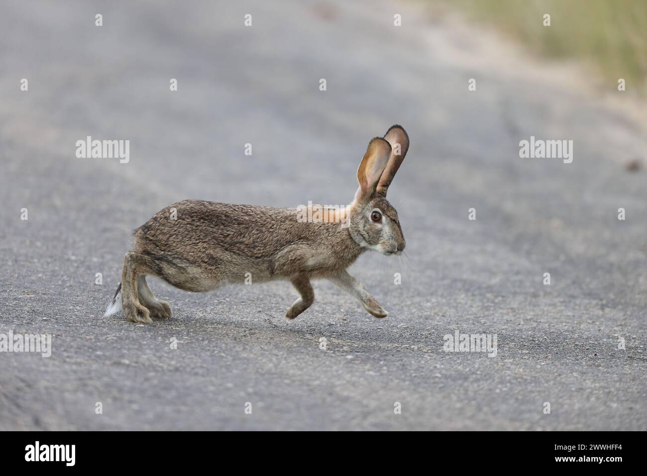 Mozambique species hi-res stock photography and images - Alamy