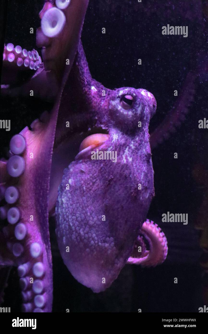 octopus in action, face, close up Stock Photo - Alamy