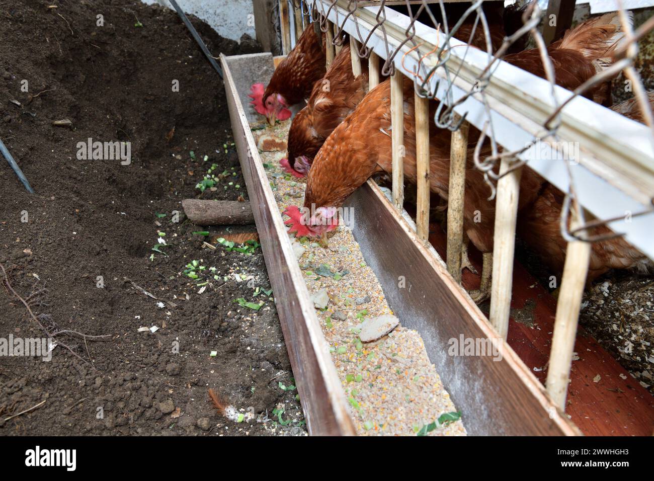 Hen broilers domestic fast breeding for meat on the chicken farm Stock ...