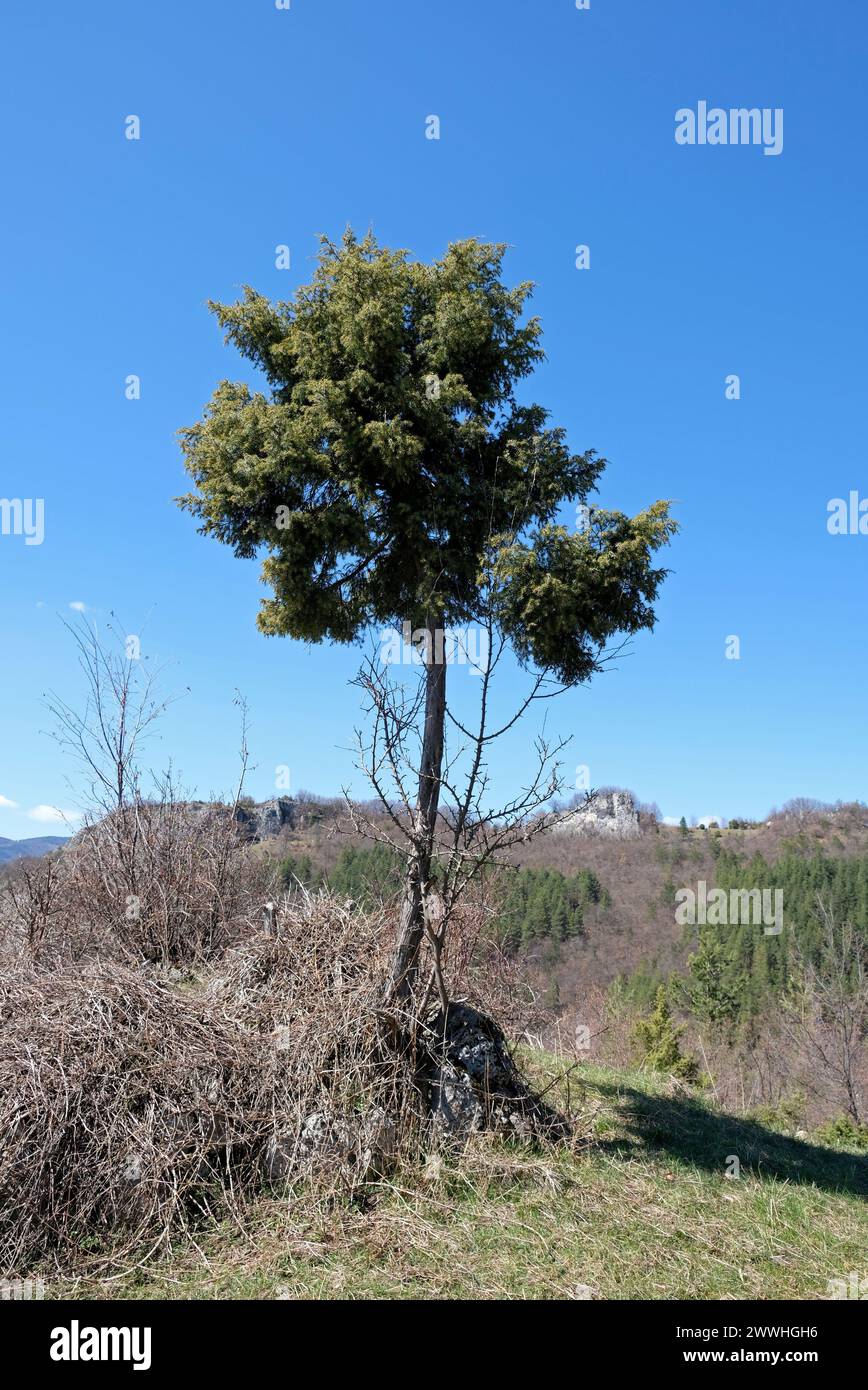 Rhodope forest hi-res stock photography and images - Alamy