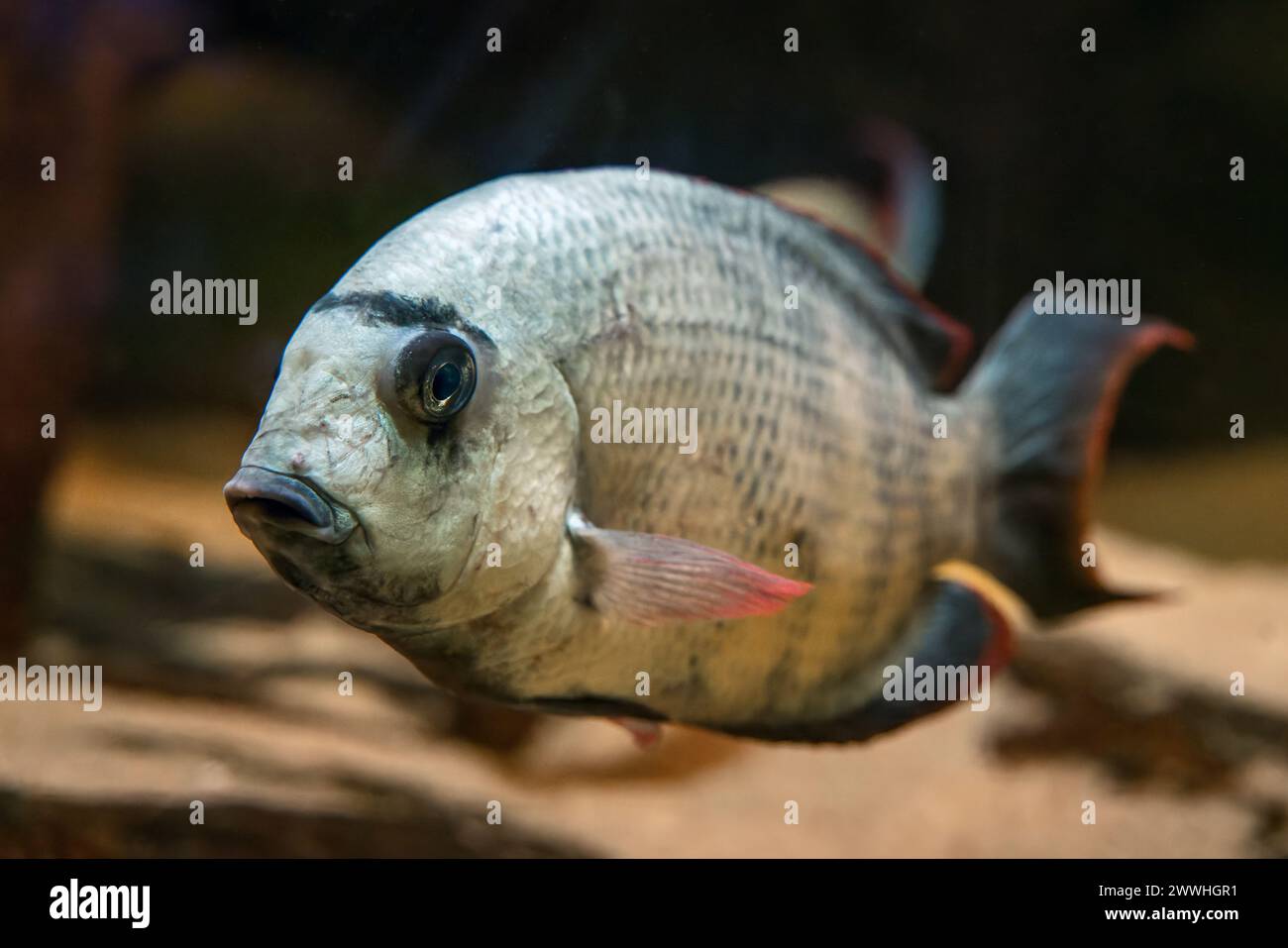 Threatened endangered specie hi-res stock photography and images - Alamy