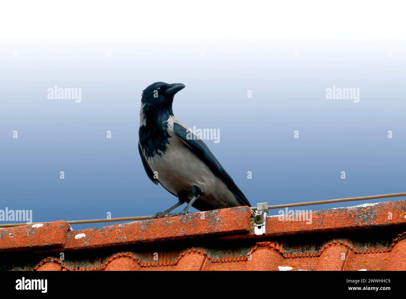 A hooded crow sits on the roof and observes the surroundings Stock ...