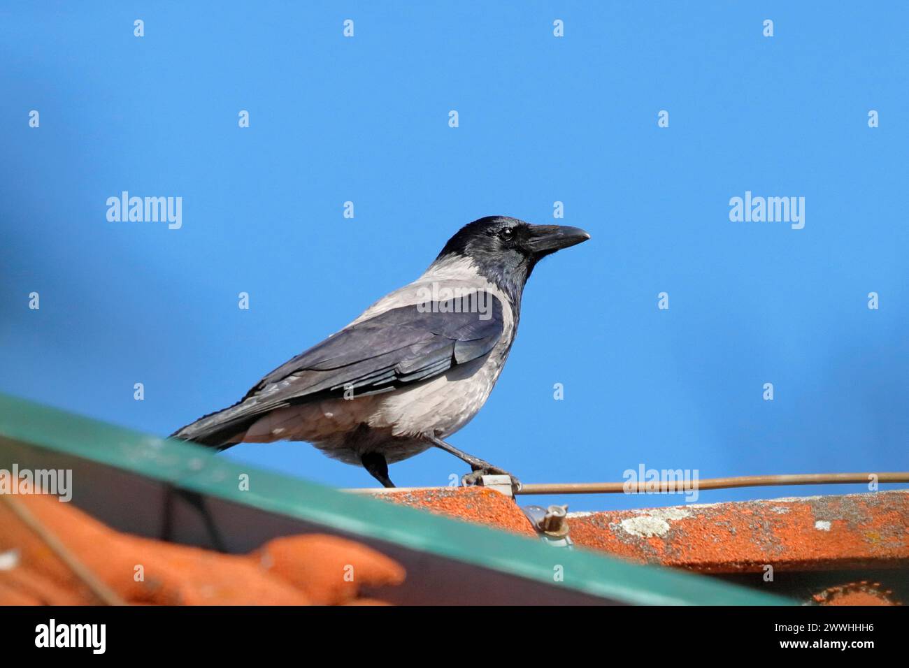 A hooded crow sits on the roof and observes the surroundings Stock ...