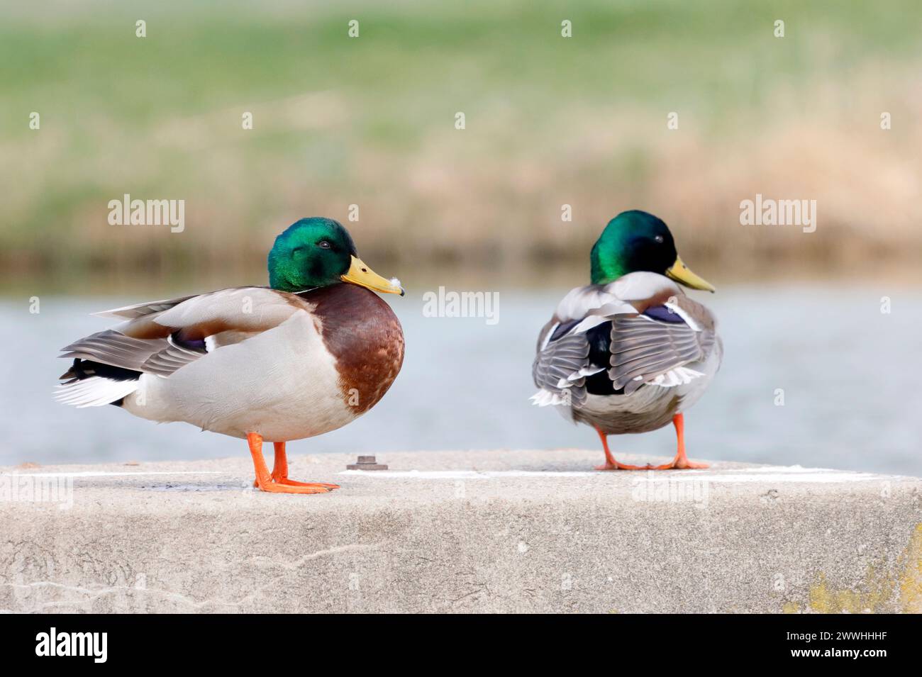 Two mallard ducks sit on a concrete slab in a pond and rest in the warm ...