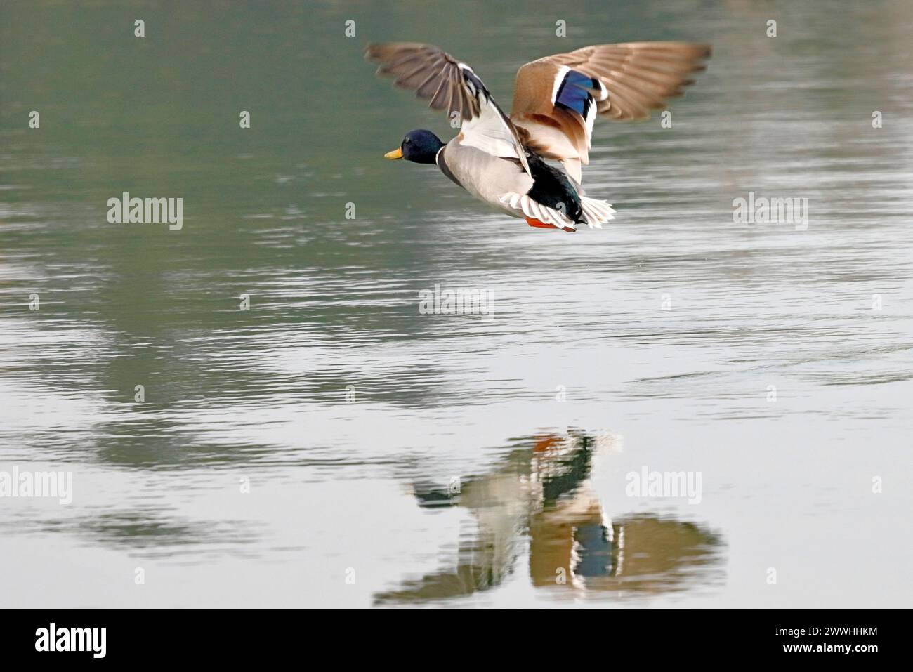Male mallard flies hi-res stock photography and images - Alamy