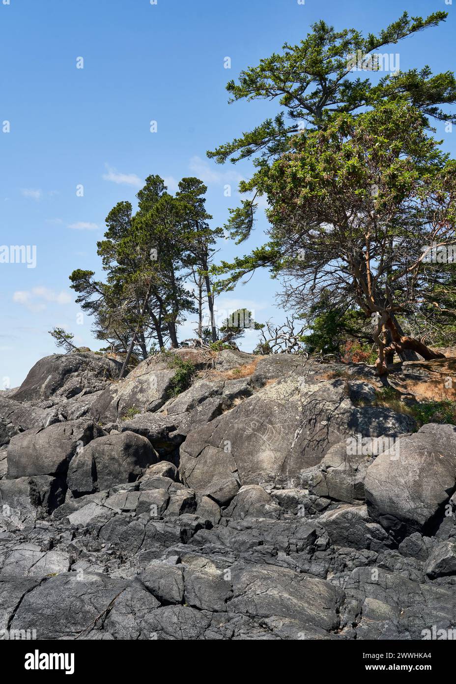 The Tall arbutus tree and coniferous trees reaching for the sky at the ...