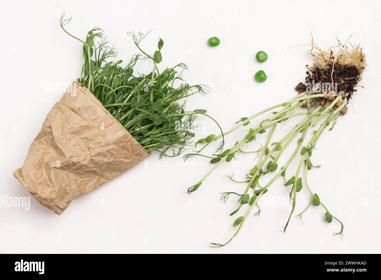 Pea sprouts with roots and soil. Cut green pea sprouts are wrapped in ...