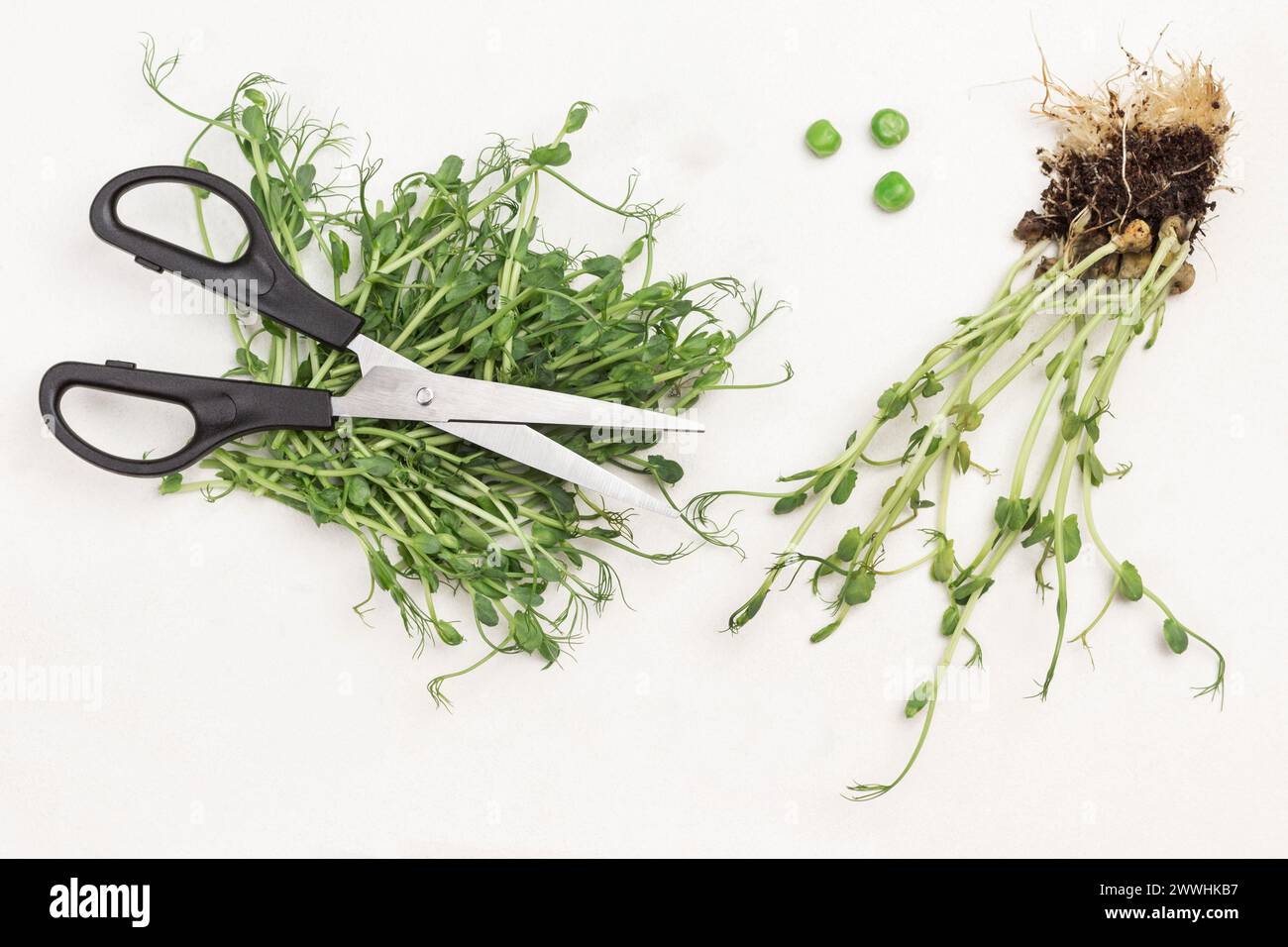 Scissors lie on the cut green pea sprouts. Pea sprouts with roots and ...