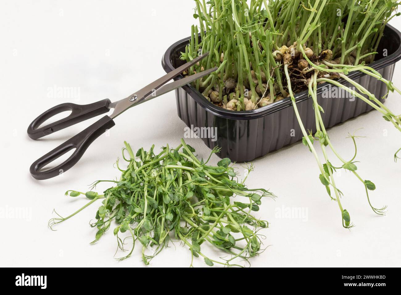 Microgreen pea sprouts in black plastic container. Scissors on ...