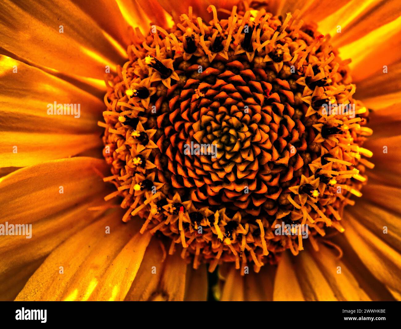 A close-up of a vibrant orange flower showcasing intricate details of ...