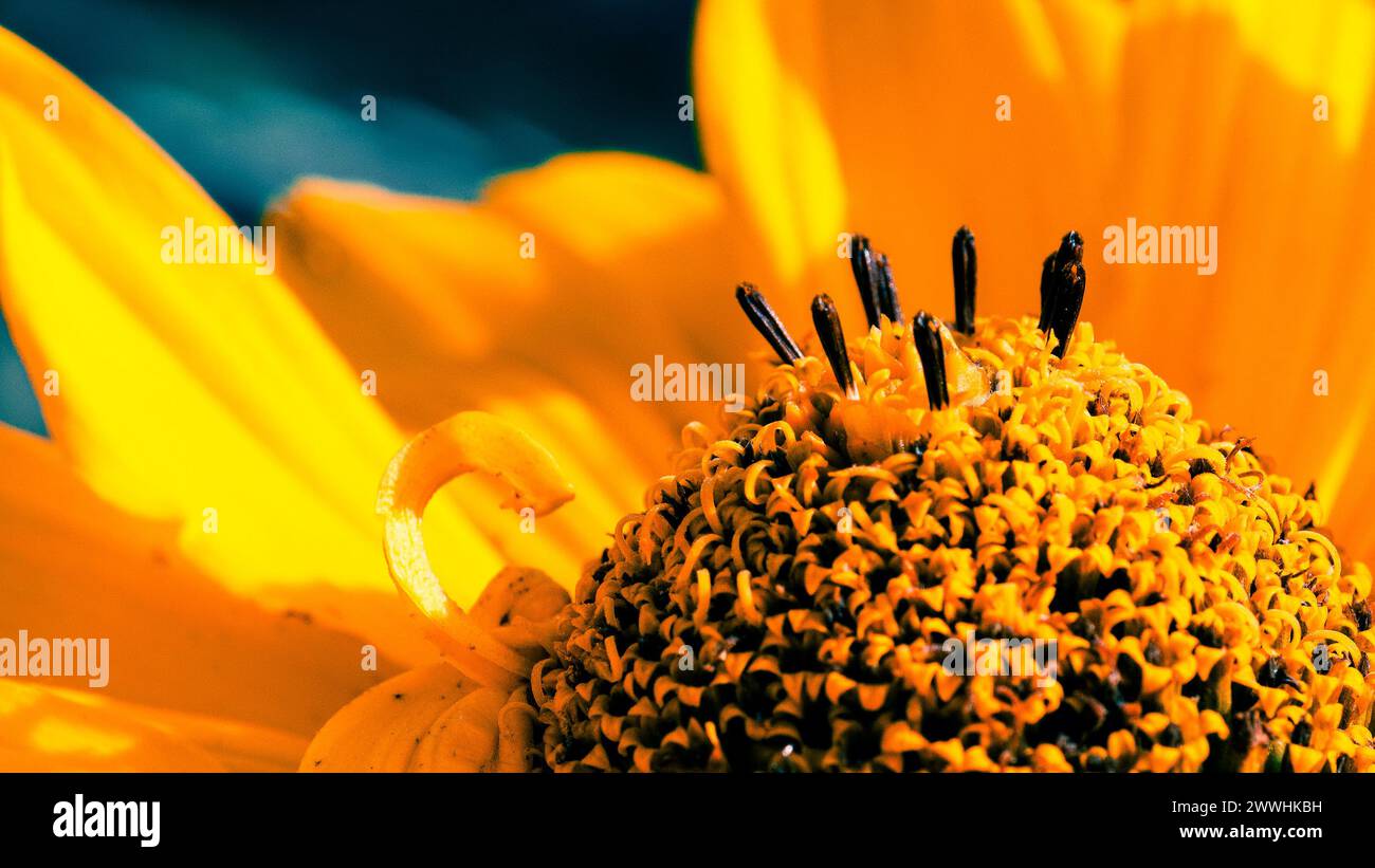 Structure of pistil hi-res stock photography and images - Alamy