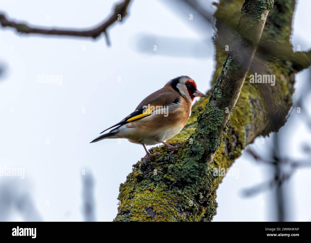 Vibrant goldfinch with black wings and red mask, perched on a flower at ...