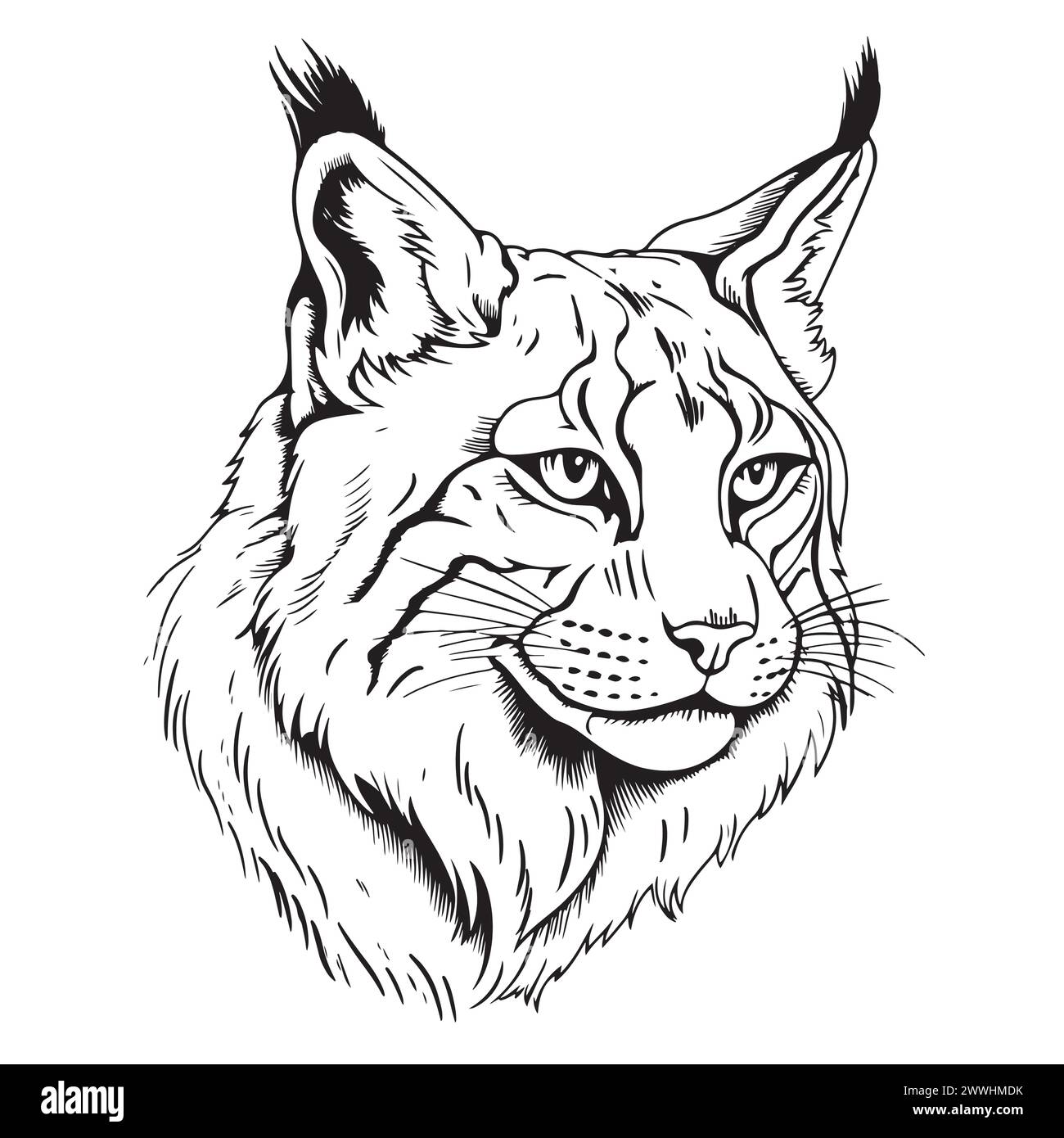 Hand drawn lynx head. Retro realistic animal isolated. Vintage style ...