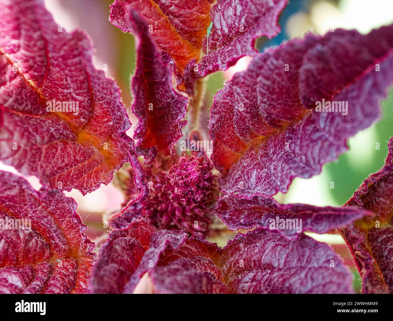 Detailed close up magenta hi-res stock photography and images - Alamy