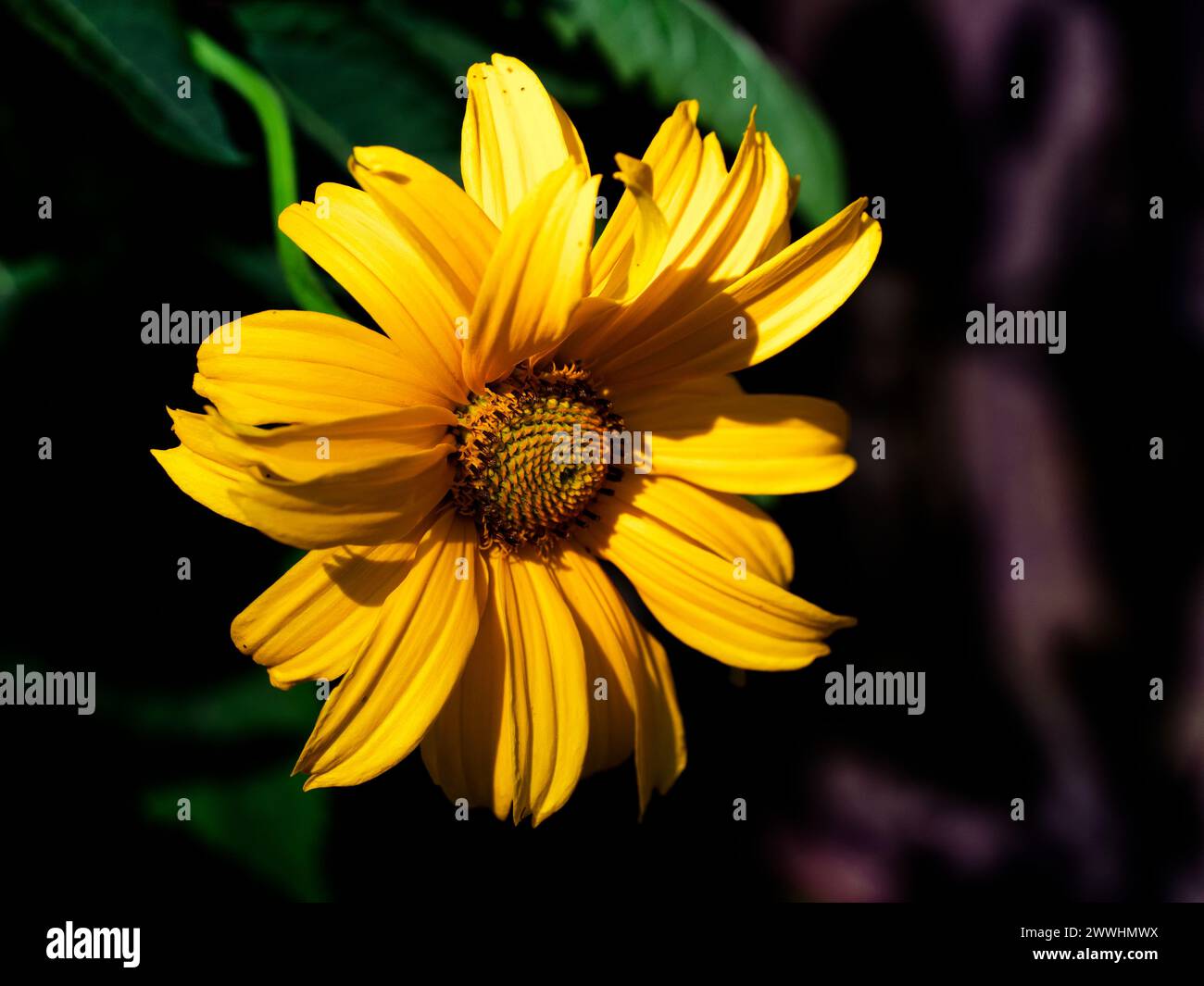 Yellow flowers bloom: textured center, dark contrast Stock Photo - Alamy