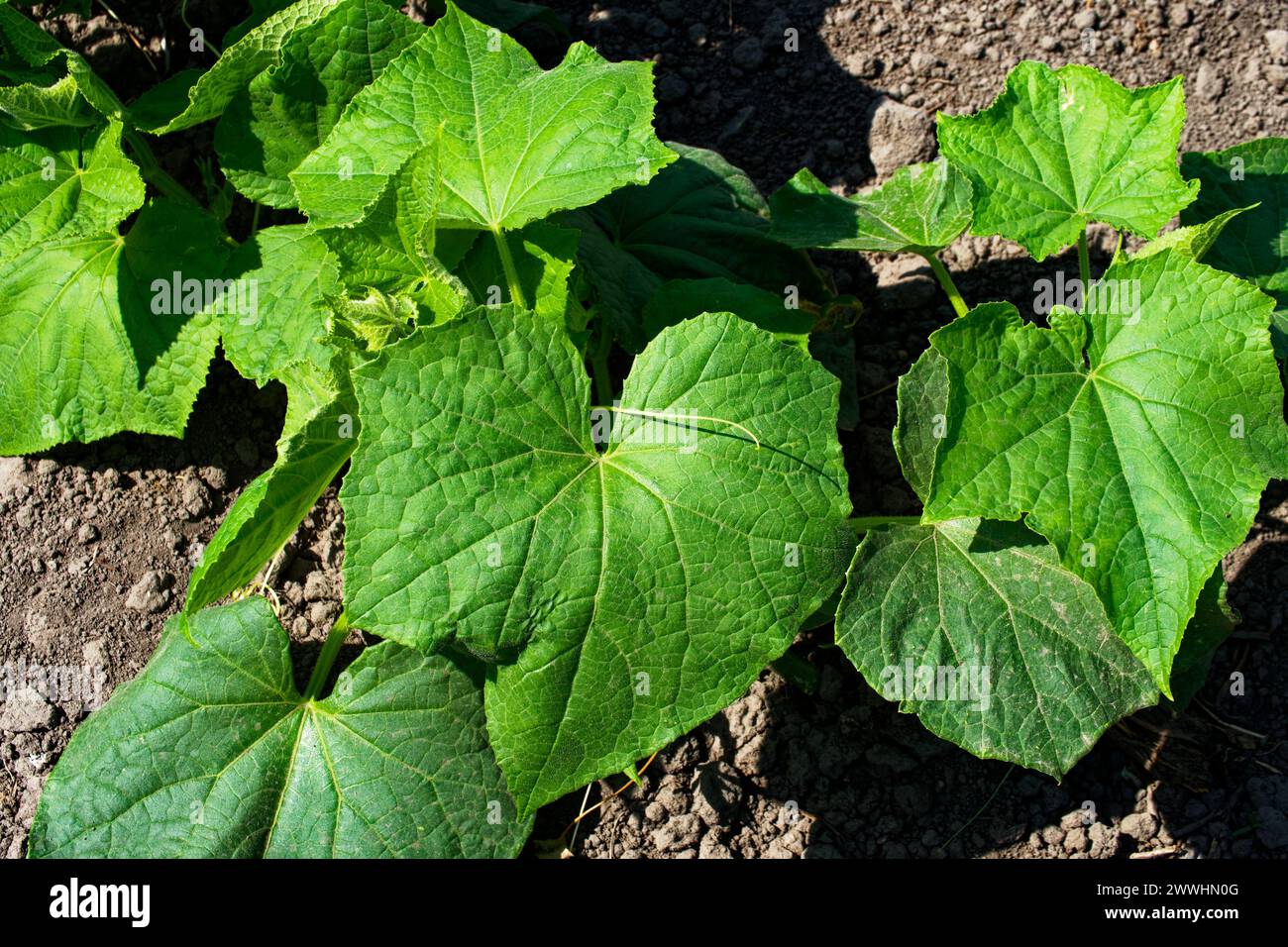 Nature’s Contrast: Large green leaves with detailed textures against ...