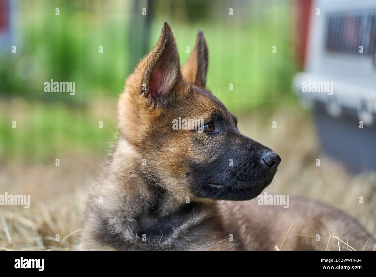 Beautiful gray German Shepherd puppy in a garden on an early summer day ...