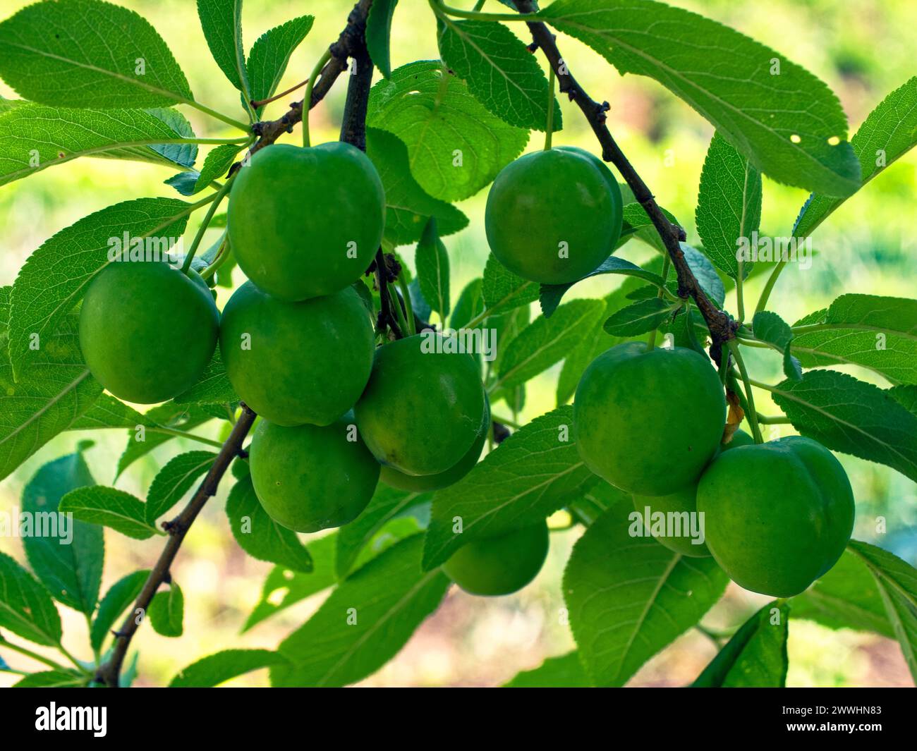 Green cherry plums on a tree, highlighted by sunlight, with leaves in ...