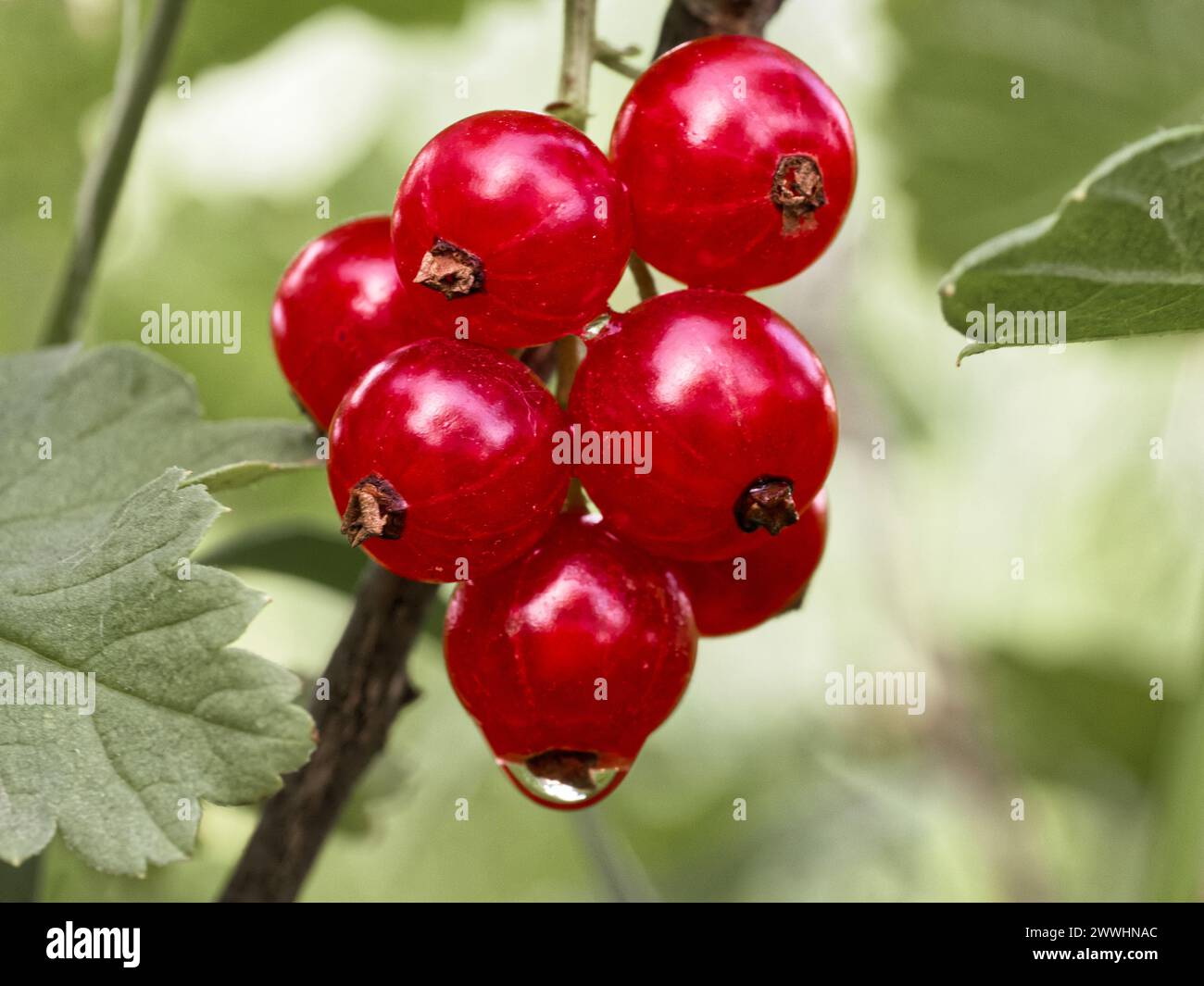 A cluster of red berries hangs from a branch, surrounded by green ...