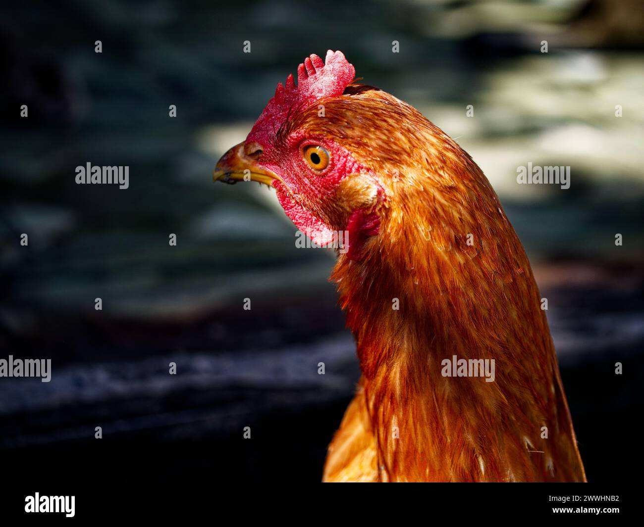A close-up of a chicken with vibrant red and orange feathers, its comb ...