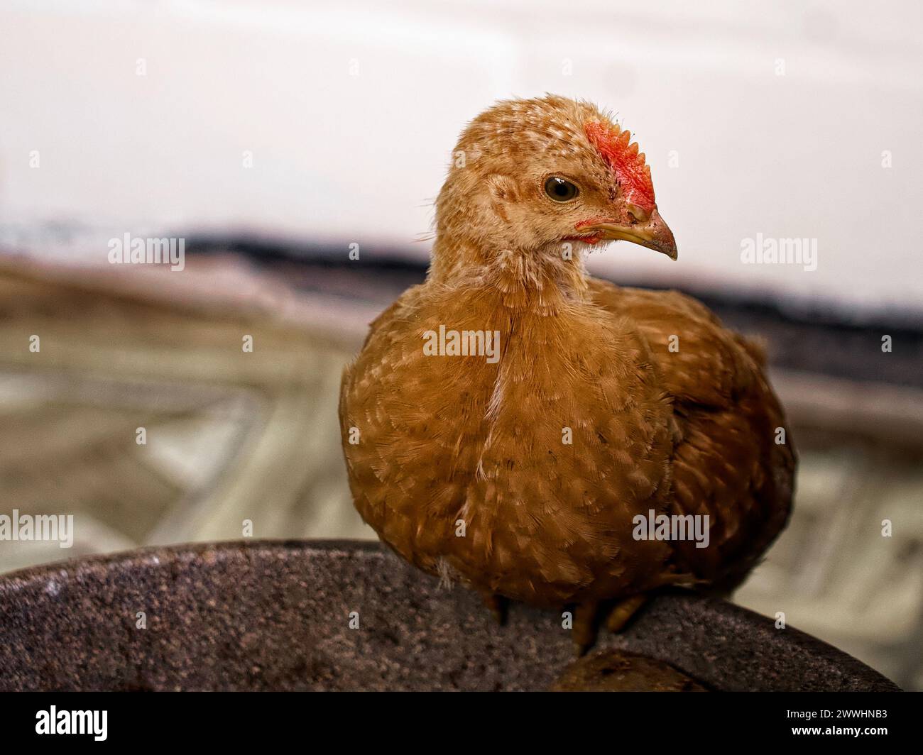 The image captures an orange-feathered chicken with a bright red comb ...