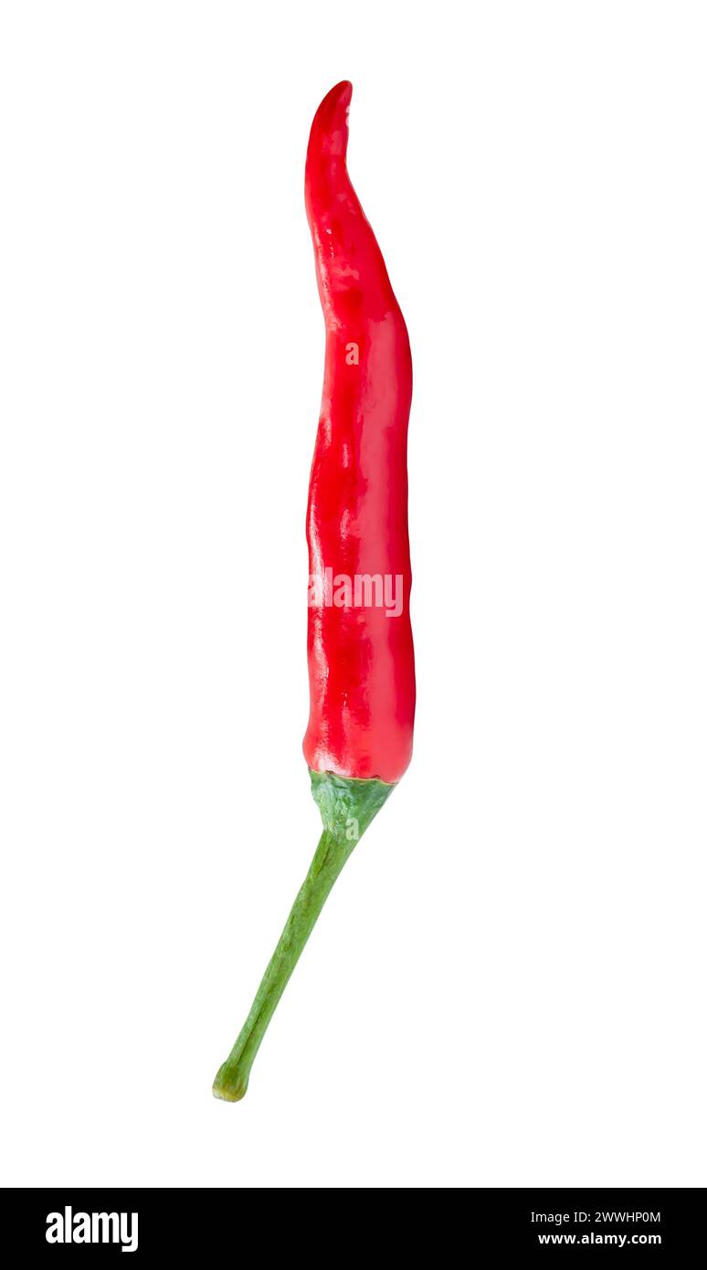 Front view of single red chili pepper is isolated on white background ...