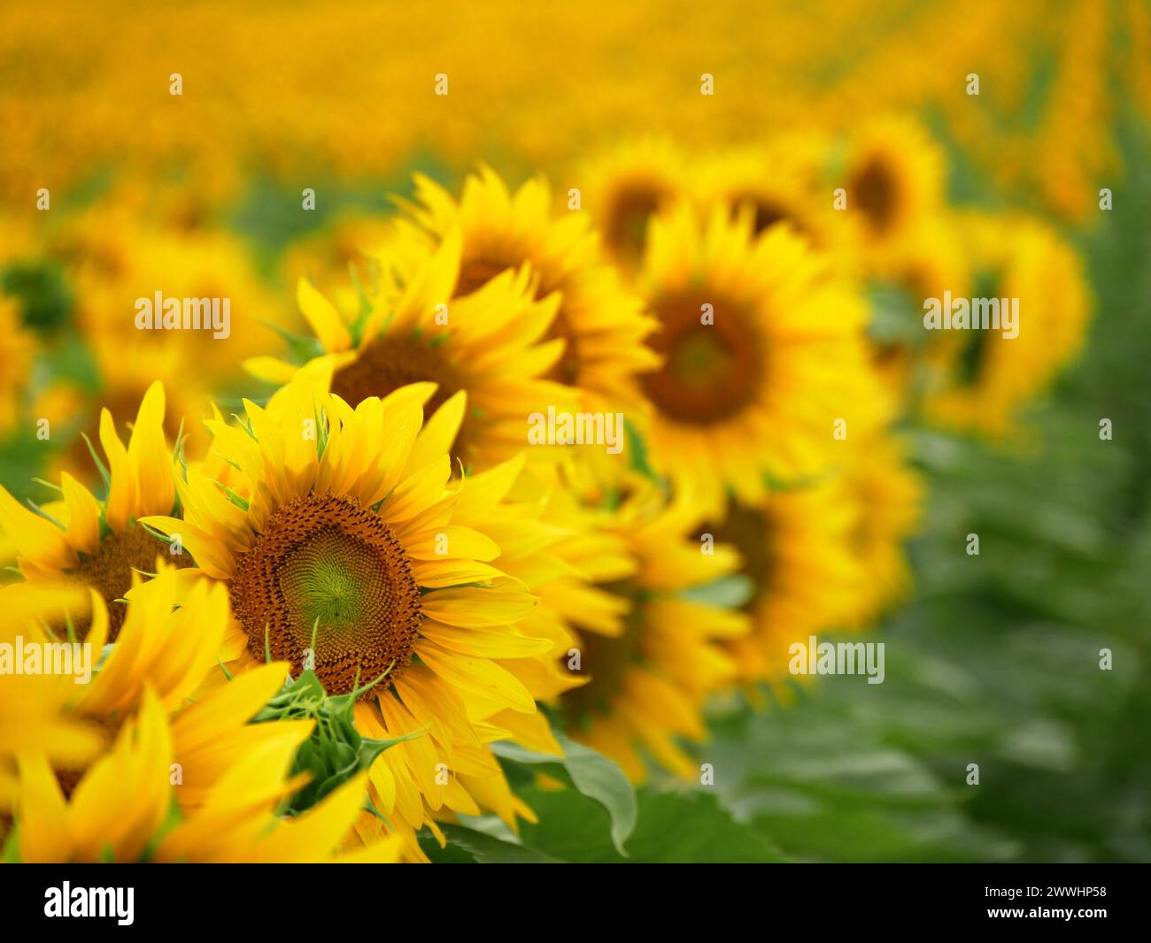 Yellow color : row of flowering sunflowers with vibrant color in July ...