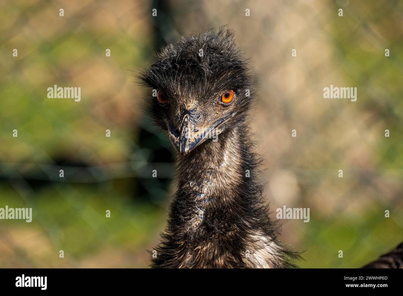 Emu in enclosure hi-res stock photography and images - Alamy