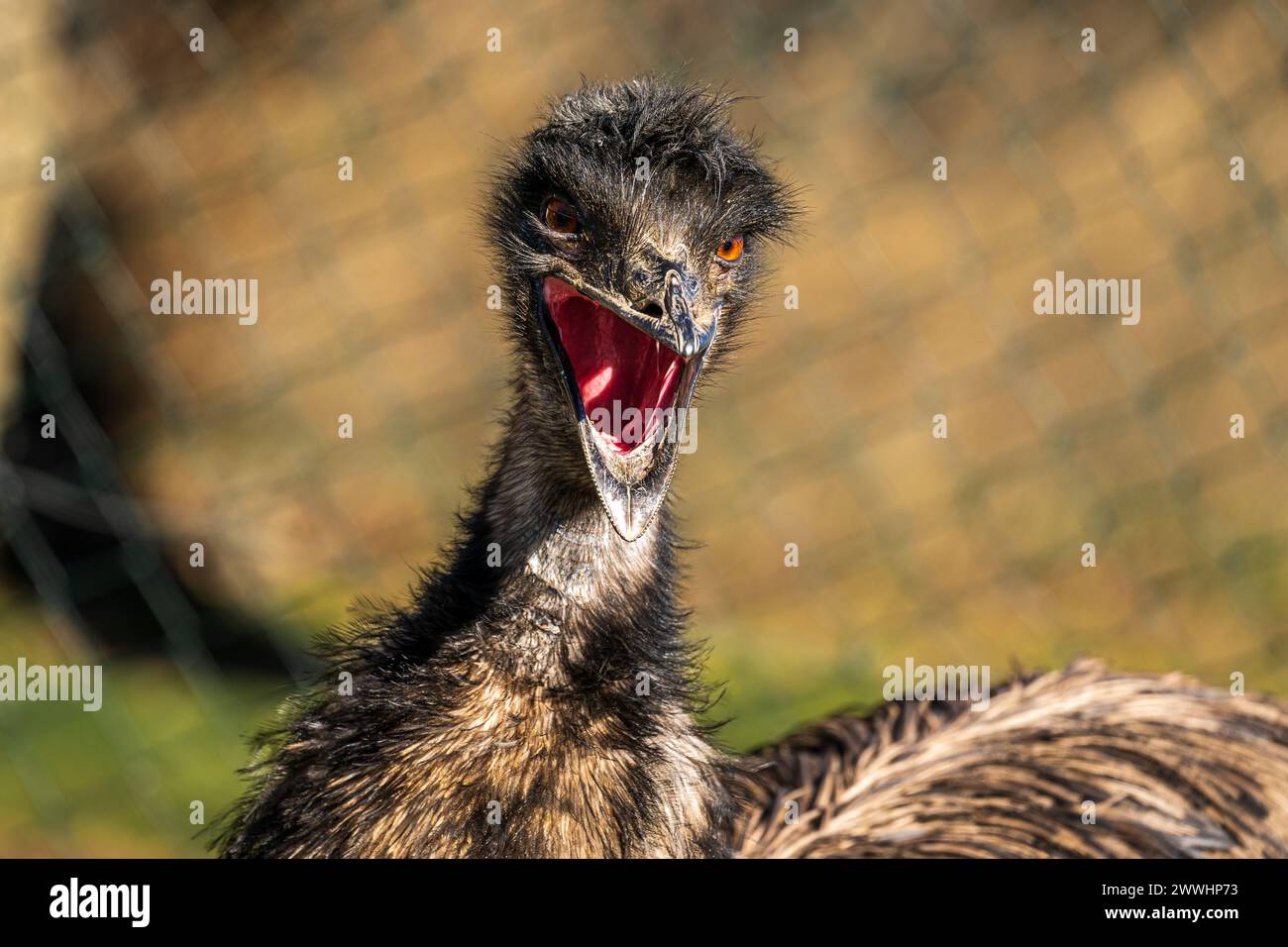 Emu enclosure hi-res stock photography and images - Alamy