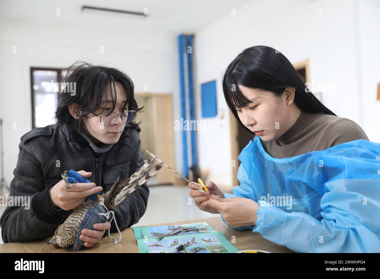 Splices hi-res stock photography and images - Alamy