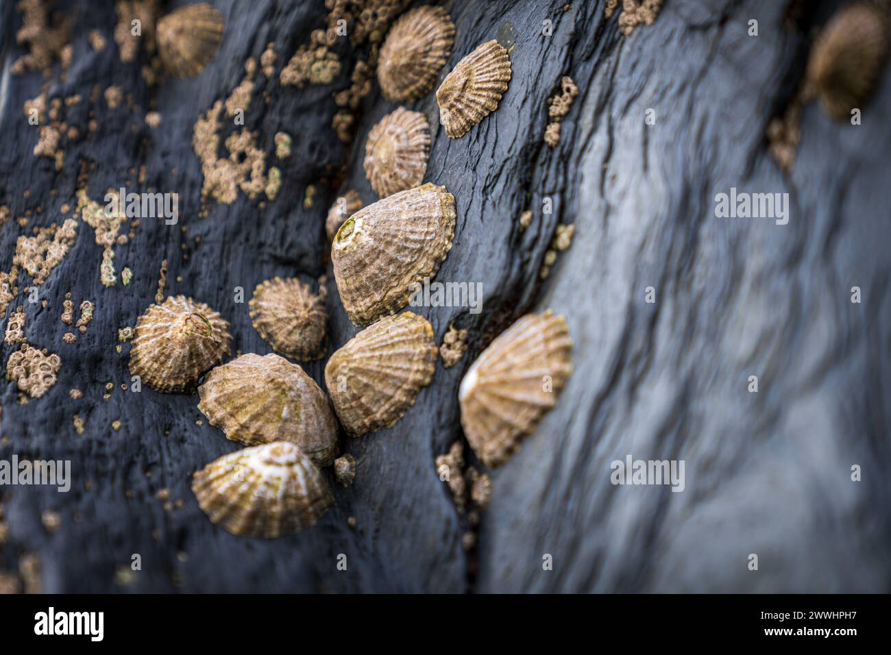Shells stuck to a stone on the beach Stock Photo - Alamy