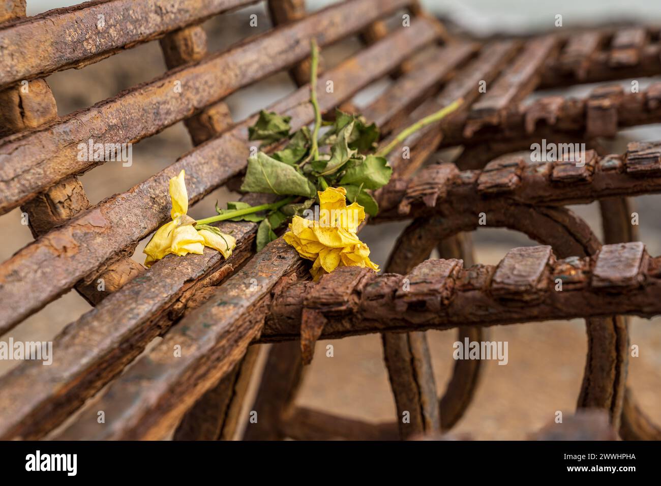 Withered flowers lying on a rusty bench Stock Photo - Alamy