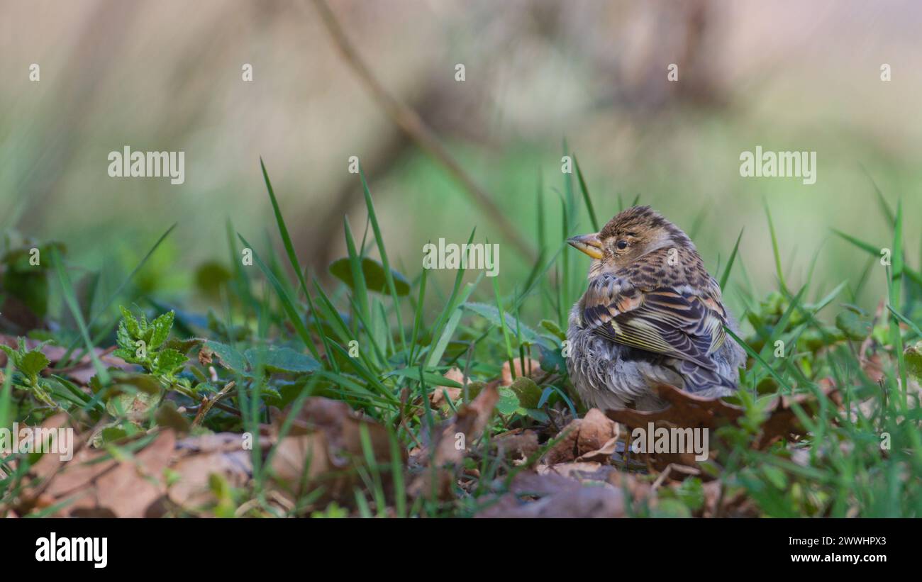 Fringilla montifringilla aka The brambling. Small passerine bird is ...
