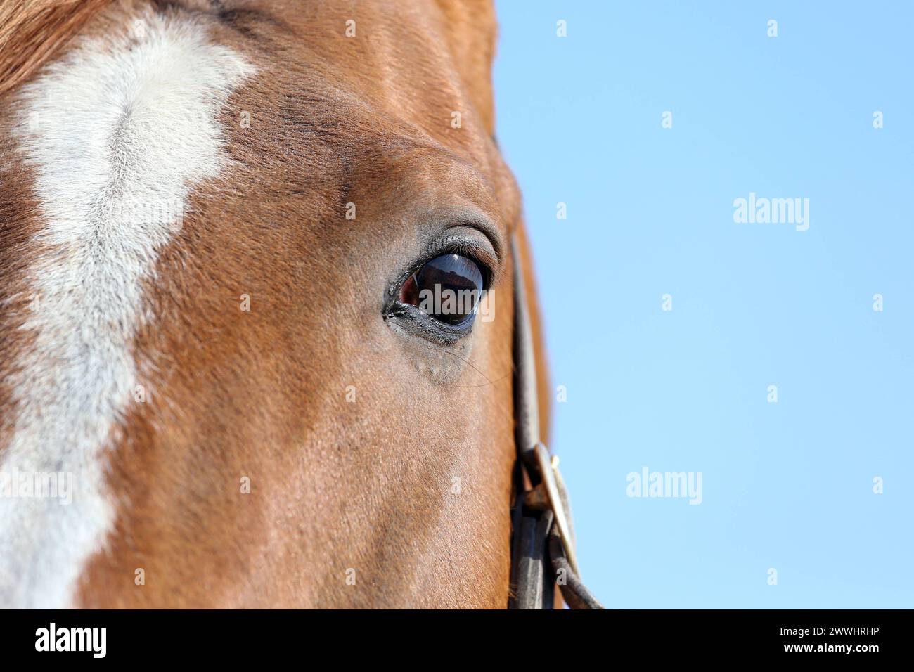 Pferd auge detail hi-res stock photography and images - Alamy